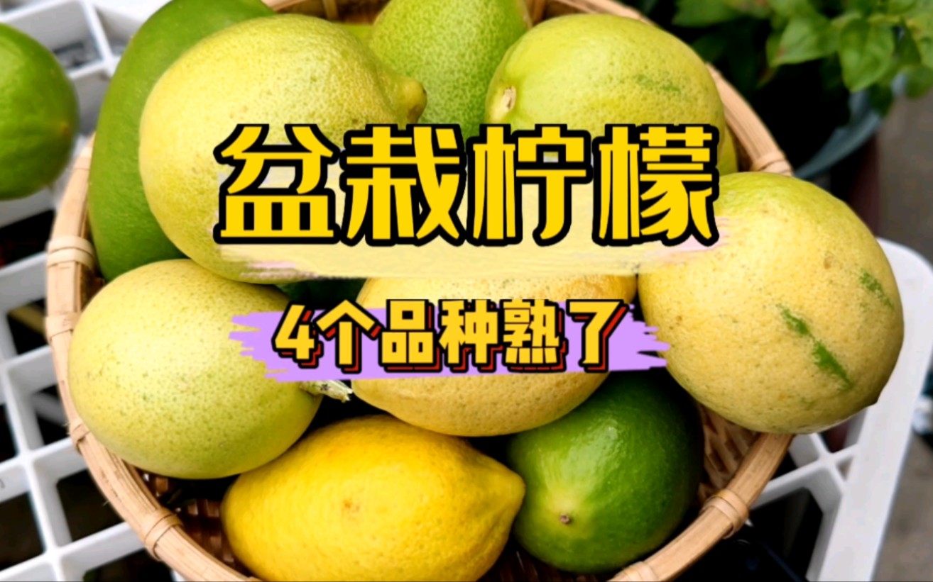 ...柠檬都熟了,在摘的过程中给大家分享一些盆栽柠檬的种植和养护知识