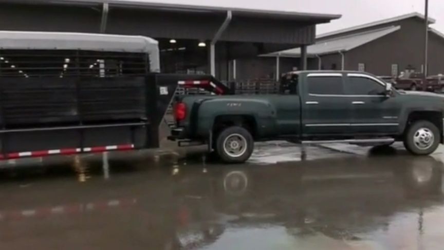 皮卡车拖动巨大车厢运送牛羊,皮卡车在美国很受欢迎