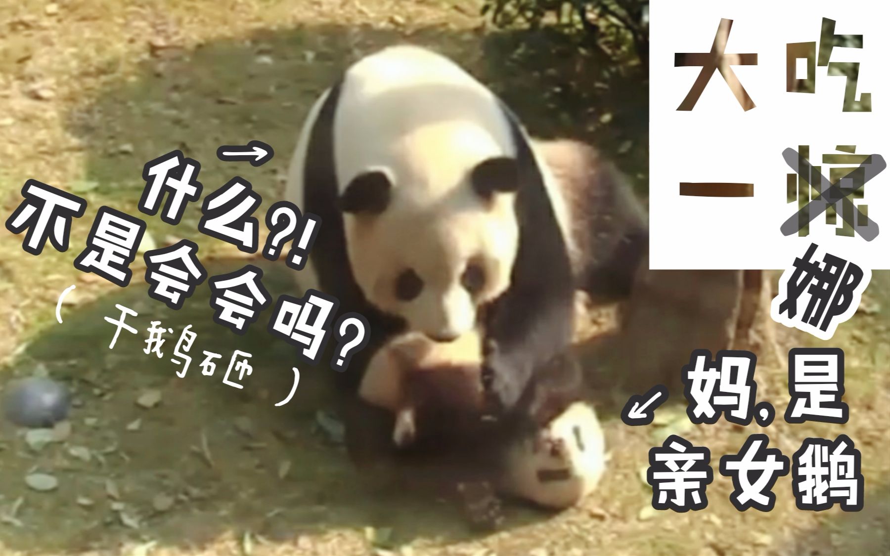 什么,这是我亲女鹅?!(大熊猫妮妮 妮娜)(我自带弹幕还配好台词和内心...