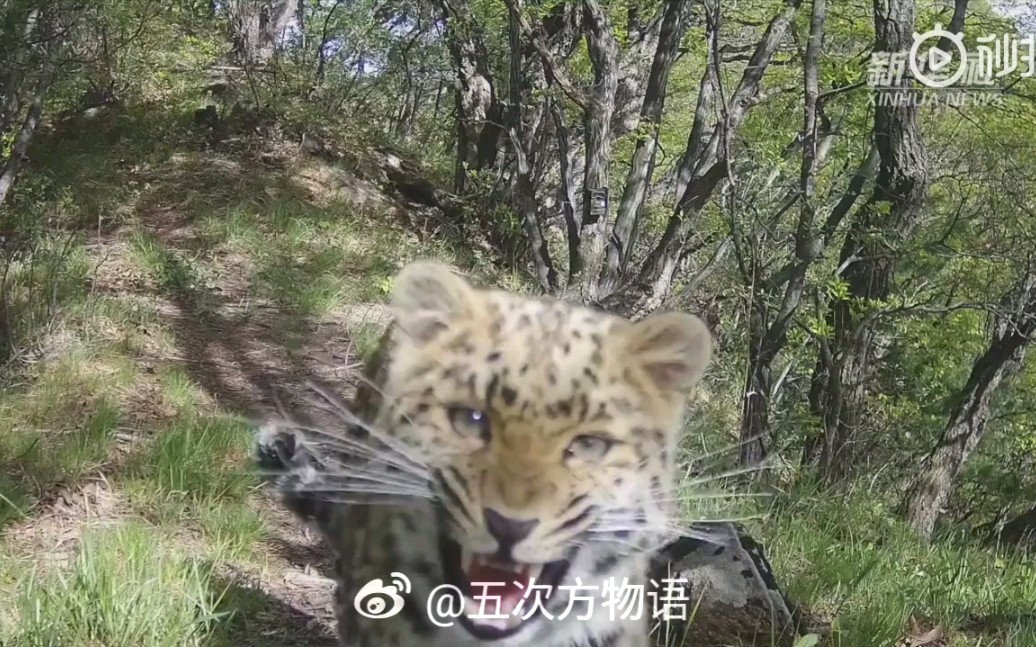 华北豹现身河南太行山区