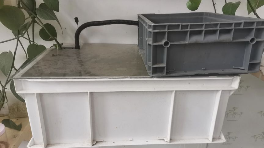 自制的养鱼系统,结构简单省钱又省心,就一个循环泵搞定