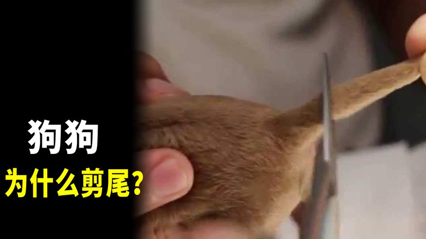 为什么狗狗出生不久,就要剪断尾巴?