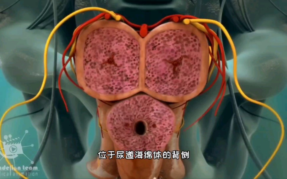 他达拉非(壮阳药)促进阴茎勃起的机制,3D演示。