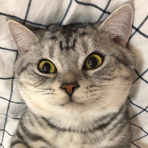 养只猫咪叫想你啦 