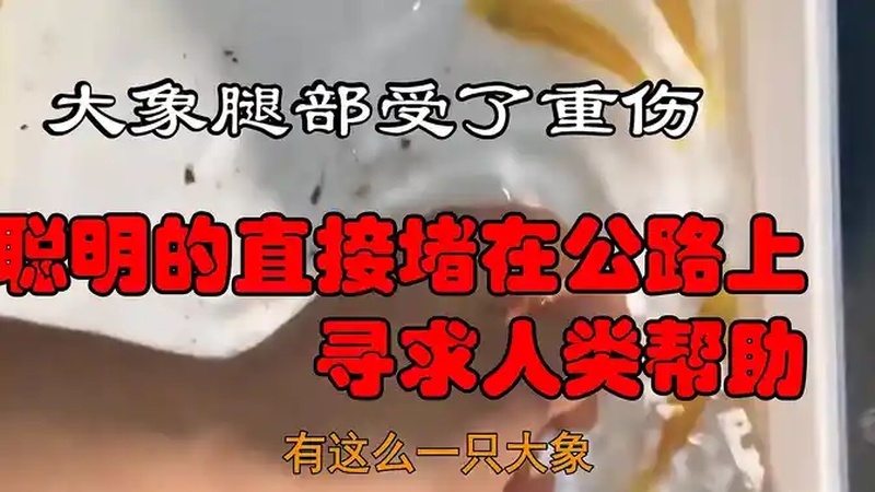 大象腿部受了重伤,聪明的直接堵在公路上,寻求人类帮助