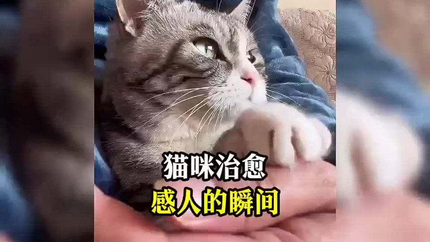 盘点猫咪撒娇系列#猫猫的心思全写在脸上了