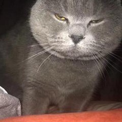 我是橘阿姨家的大王