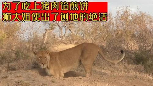 草原王者,狮子使出刨地绝活,挖地三尺刨出疣猪只为猪肉馅的煎饼