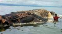海滩上发现巨型不明生物,男子走近一看,它比鲨鱼还凶猛