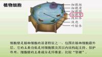 动、植物细胞的基本结构