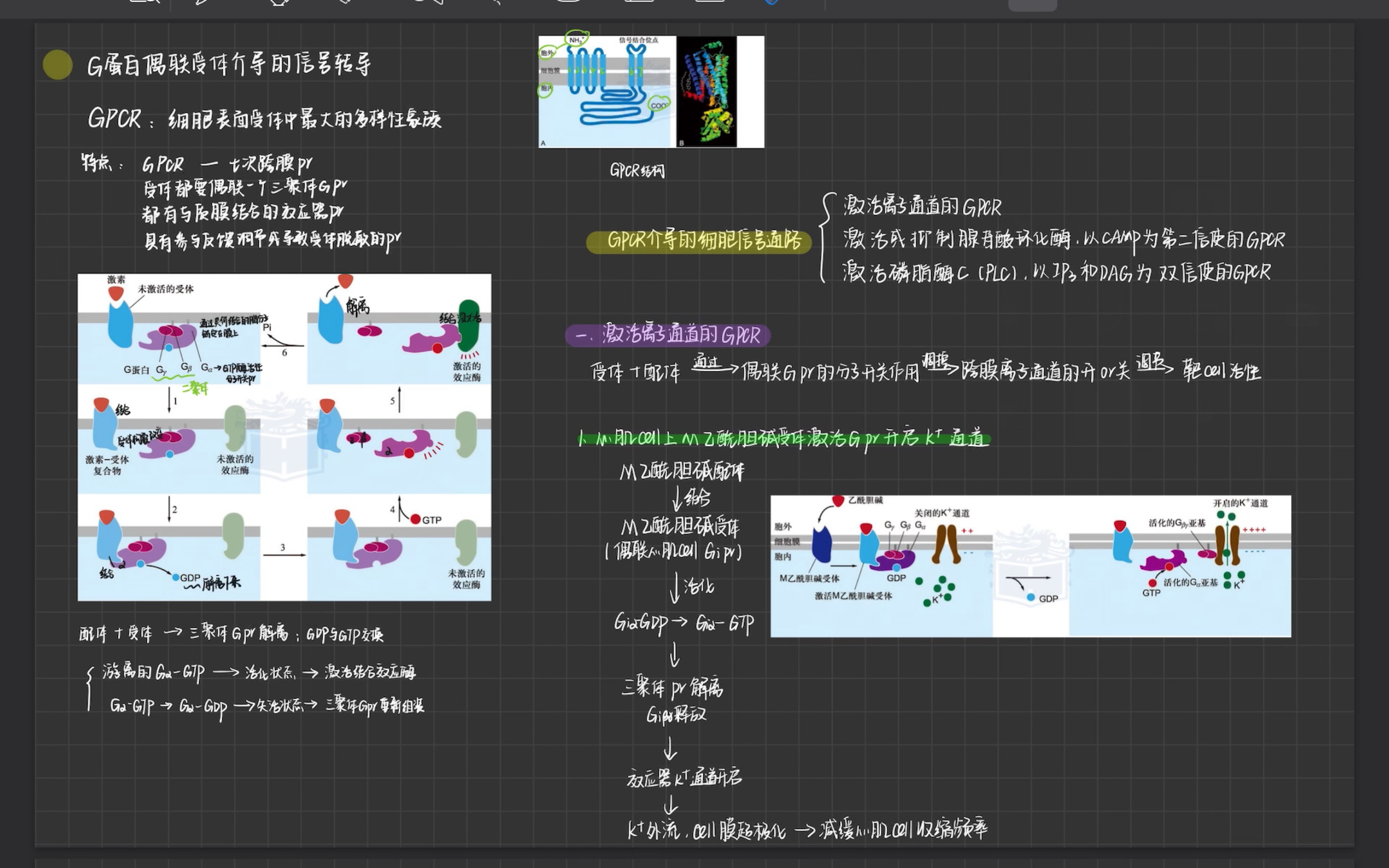 【细胞生物学】细胞信号转导/G蛋白偶联受体/PKA信号通路/双信使...