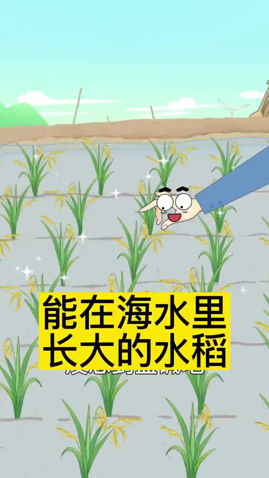 能在海水里长大的水稻