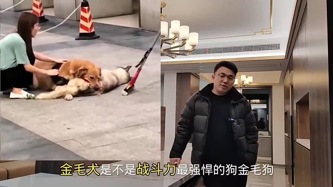 金毛是凶猛爱咬人的狗吗?金毛战斗力有多么彪悍