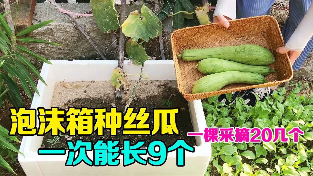 家里的泡沫箱一个也别扔了,底部打几个小洞,全家人都夸我聪明!