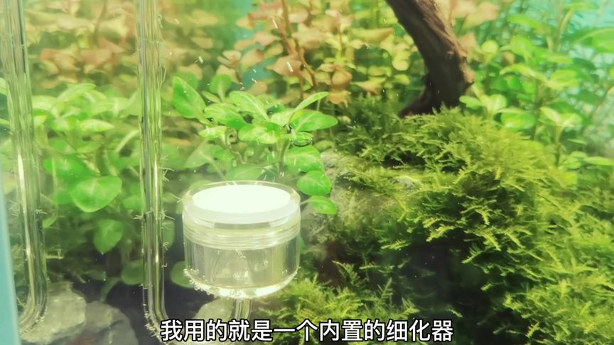 二氧化碳还有什么作用呢?#草缸 #草缸造景 #草缸维护 #养鱼日记