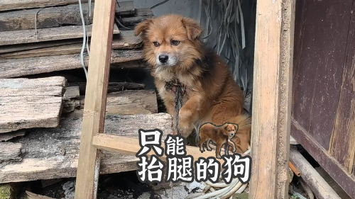 一直抬着腿的狗,像学瘸子一样