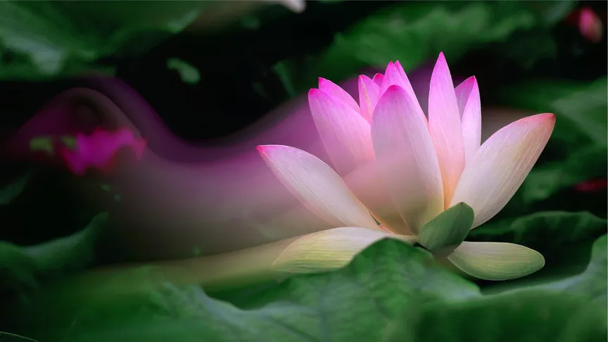 PS实现花朵颜色“拖尾”效果,“路径模糊”轻松呈现!