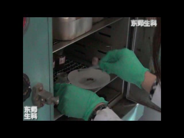 HE染色-石蜡切片制作