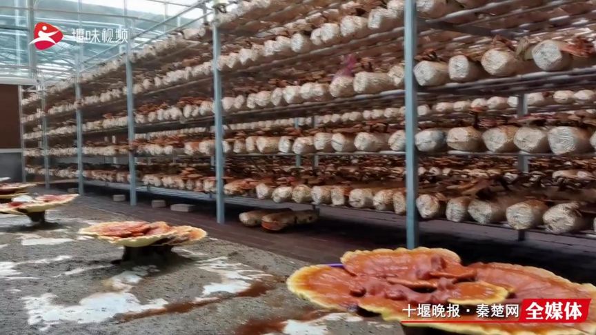 揭开灵芝孢子粉的神秘面纱