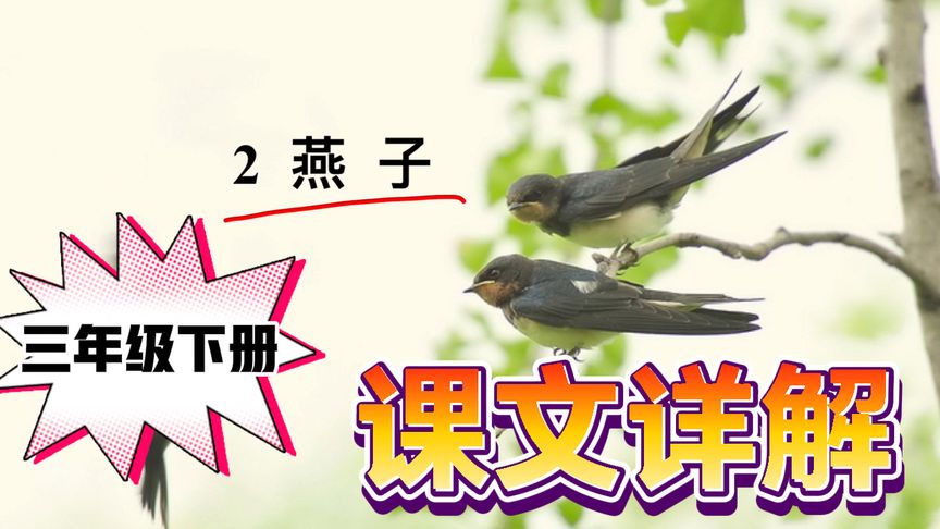 三年级下册———《燕子》课文详解!