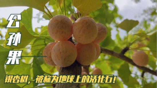 白果又名公孙果,据说20年以上才会开花结果,今年是硕果累累!