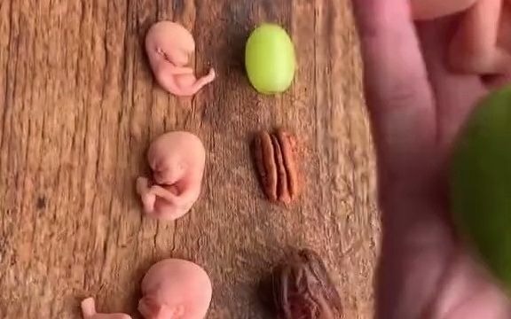 不同时期的胚胎模型,和食物放在一起做大小对比