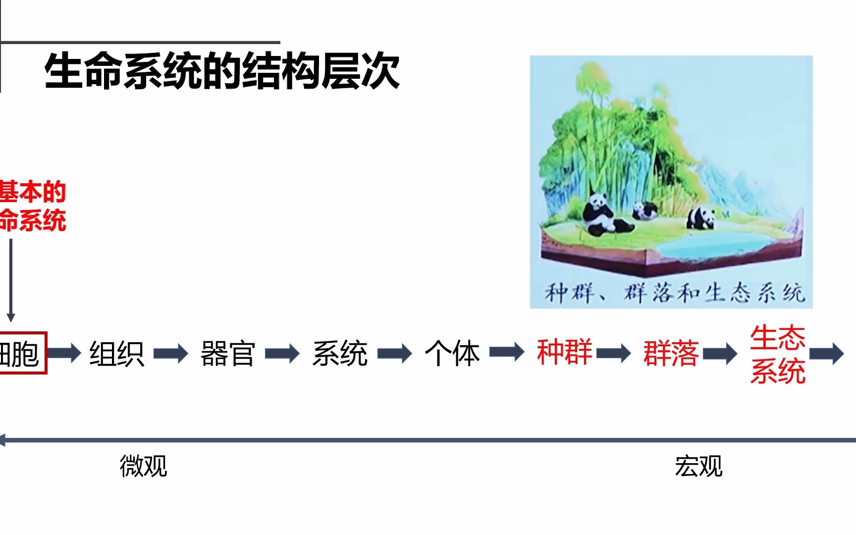 生命系统的结构层次