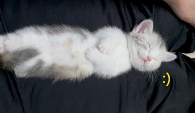 小猫咪笑着睡觉,哈哈