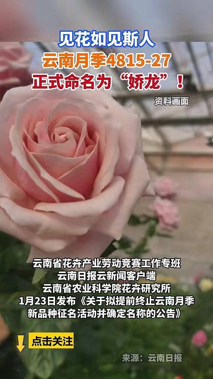 见花如见斯人,云南月季4815-27正式命名为"娇龙"!