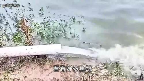 钓鱼佬半路捡到大便宜!河边惊现神奇一幕,网友:这运气绝了
