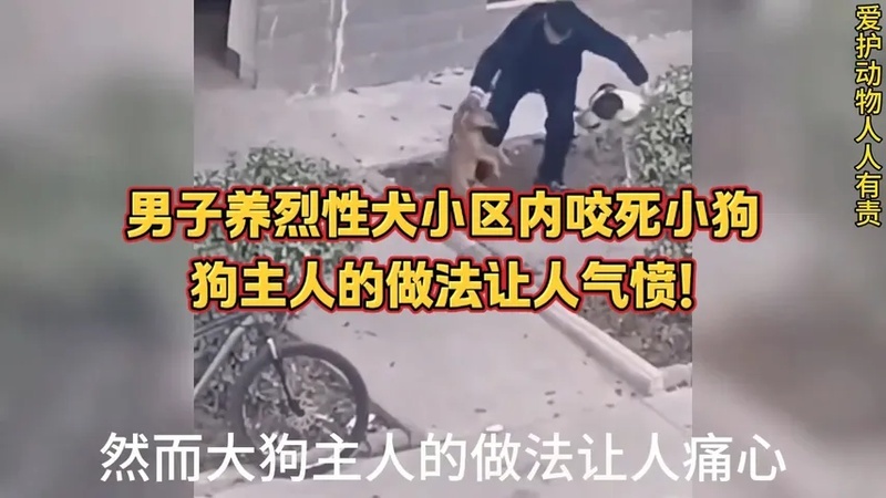 男子养烈性犬,小区内咬死小狗,狗主人的做法让人气愤!