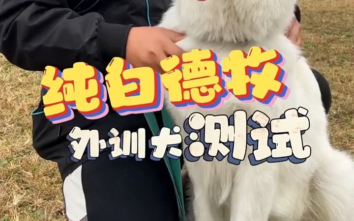 新来的瑞士牧羊犬,测试一下性格怎么样