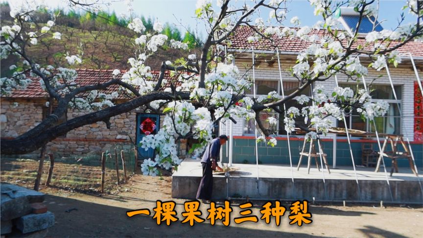 东北老汉多勤快 一棵果树三种梨 都是制作冻梨的好品种 梨花全开