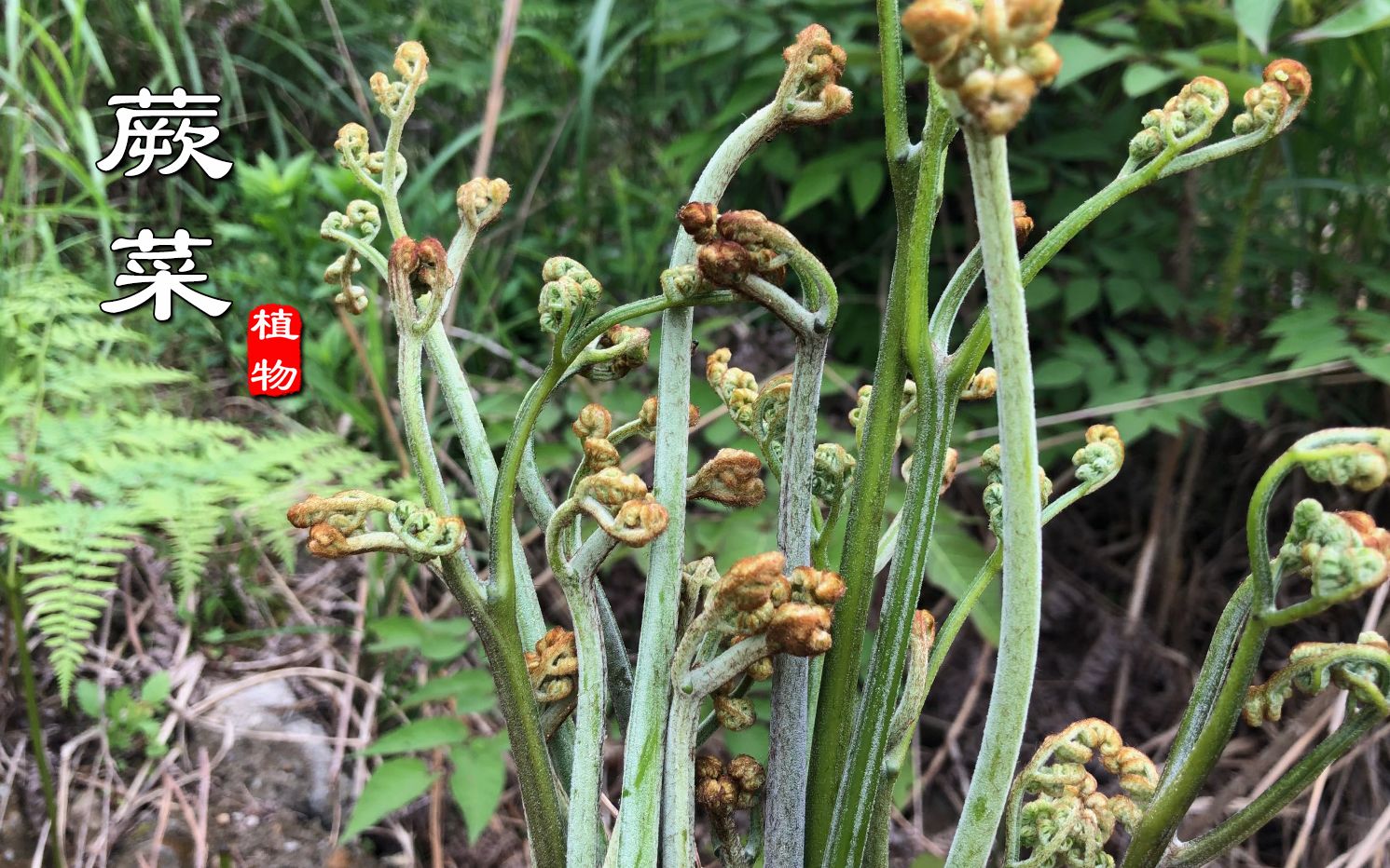 “蕨”别名又叫长寿菜,它的根也是好东西!这些用处你知道吗?