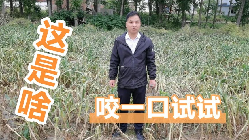 自己家种的大蒜没有市场上的蒜大,蒜在地上生长越长,辣味越大吗