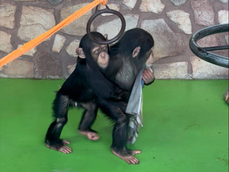 谁说黑猩猩宝宝不能黏人