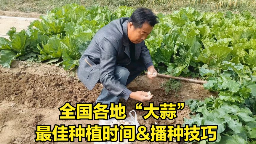大蒜开始种了,各地最佳播种时间不同?老农说记住这几点准没错