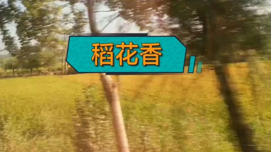 看着稻田丰收的景象,心情美美滴!