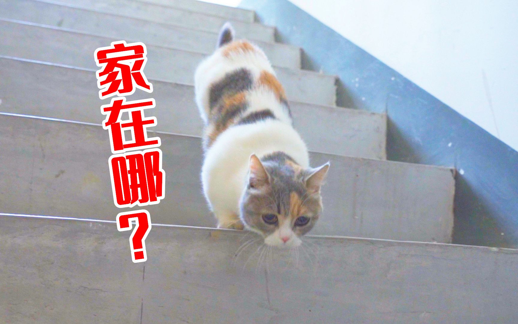把猫咪赶出家门,猫会是什么反应?猫:找不到家了!