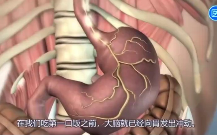 看看你的胃是如何工作的