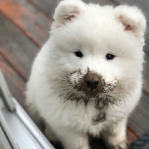 养了小狗就改名 