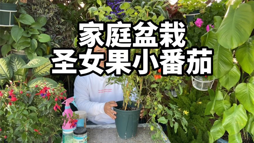 家庭盆栽圣女果小番茄养殖方法,只开花不挂果可能是没有授粉成功