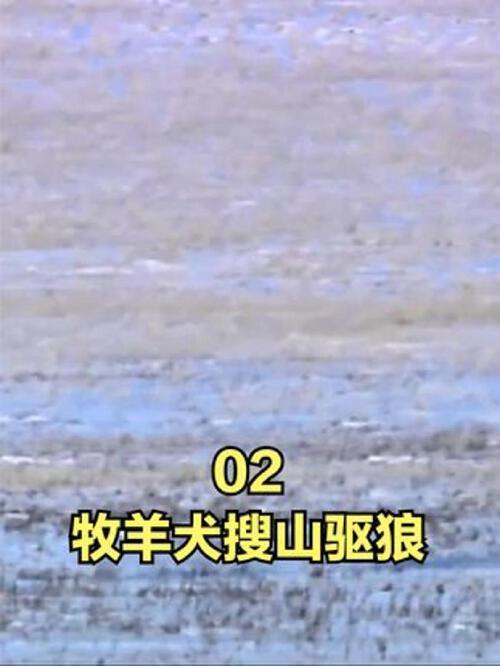 野狼袭击日益猖獗,牧羊犬集体搜山大清洗,多匹野狼被赶出了牧区