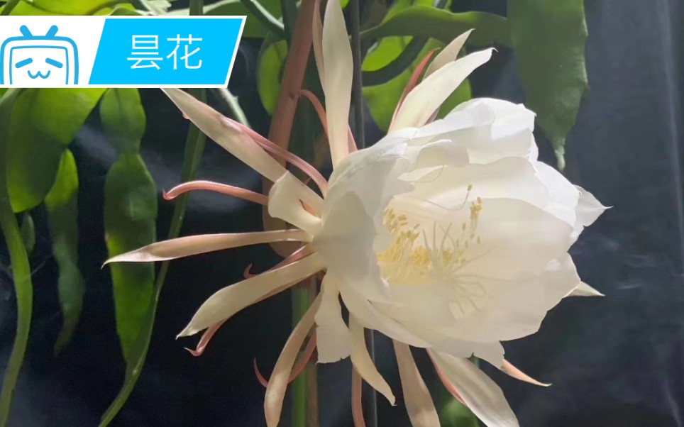 【极美的生物系列023-昙花】月下美人现,隽隽倩影寒,昙花虽一瞬,却美...