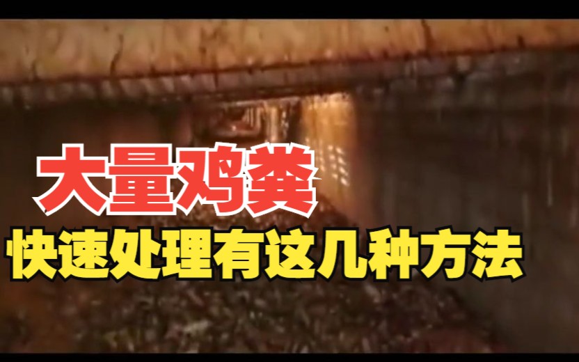 养鸡场的鸡粪 快速处理的方法