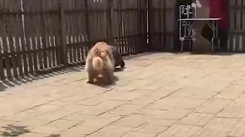 全网最搞笑模仿秀,金毛扭成麻花,乌龟都想学