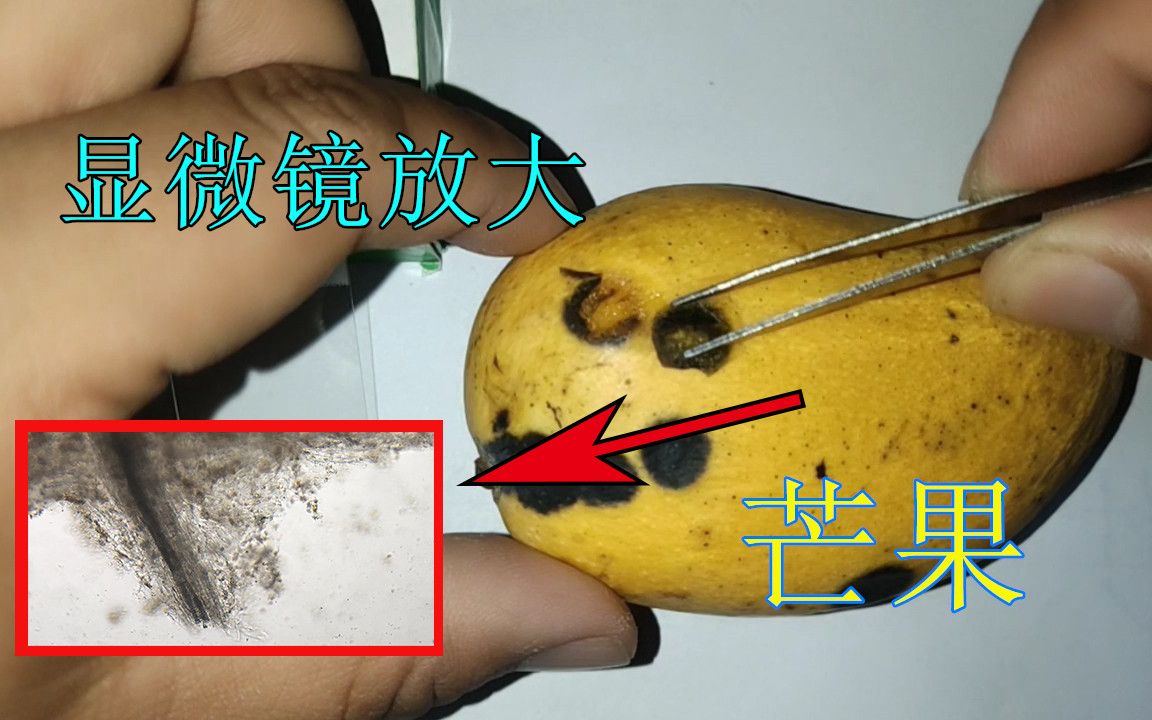 显微镜:显微镜下芒果放大500倍,里面还有弹簧?