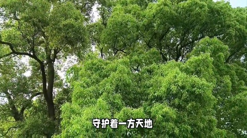探秘香樟:默默绽放的绿色精灵