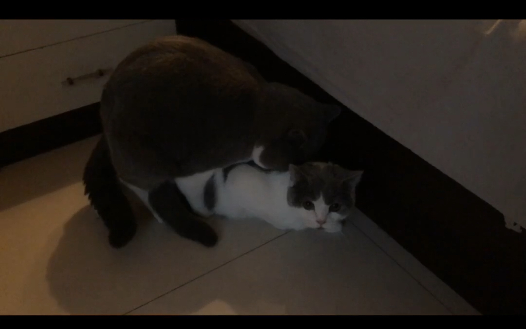 雏喵 猫生第一次!猫咪交配配种实录