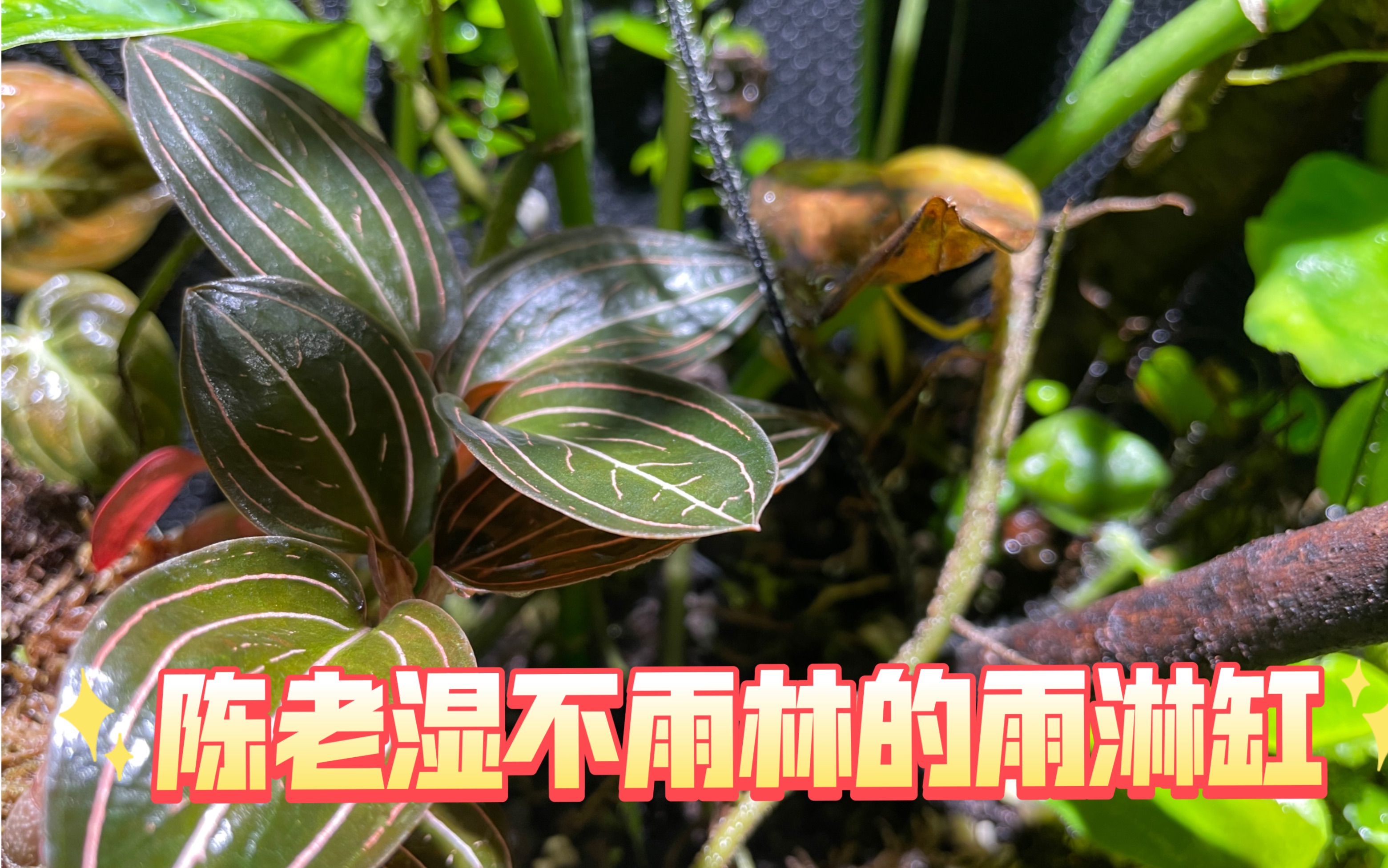 养水怪的最不雨林的雨淋缸